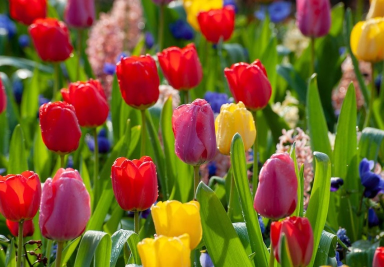 Tulips After Blooming: Care, Lifting, and Storing Guide for Healthy Bulbs