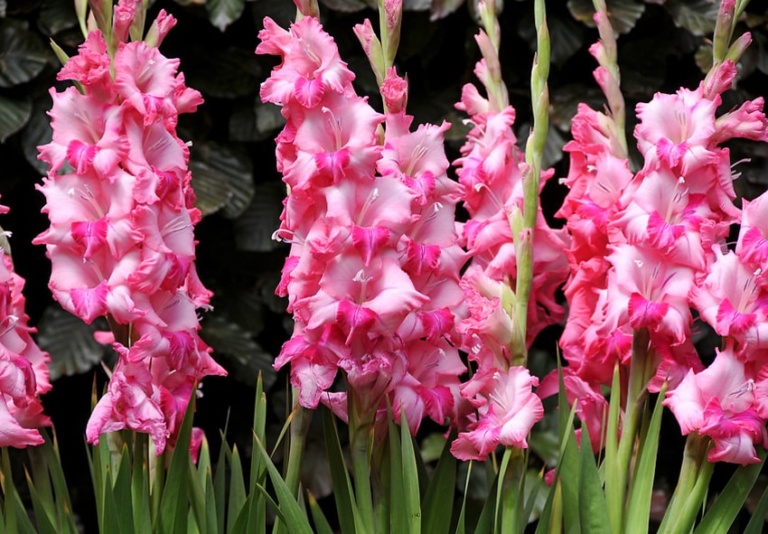 Gladiolen: Pflegeanleitung für Blumen im Haus und Garten