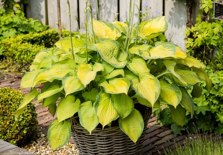 Culture de Hostas à partir de graines - Guide complet