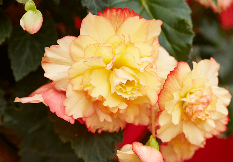 Guía de plantas anuales para principiantes: Consejos de plantación y ...