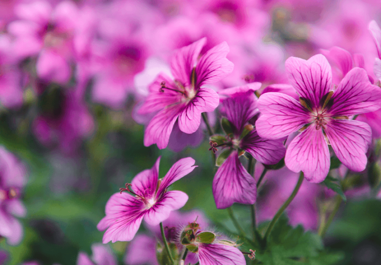 Guía de plantas anuales para principiantes: Consejos de plantación y ...