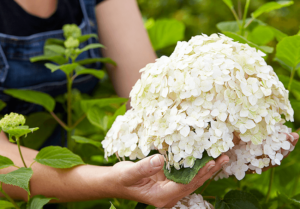 When and How to Transplant Hydrangeas: Your Complete Guide