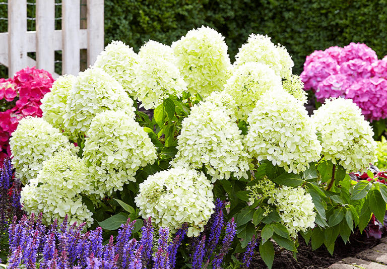 When and How to Transplant Hydrangeas: Your Complete Guide