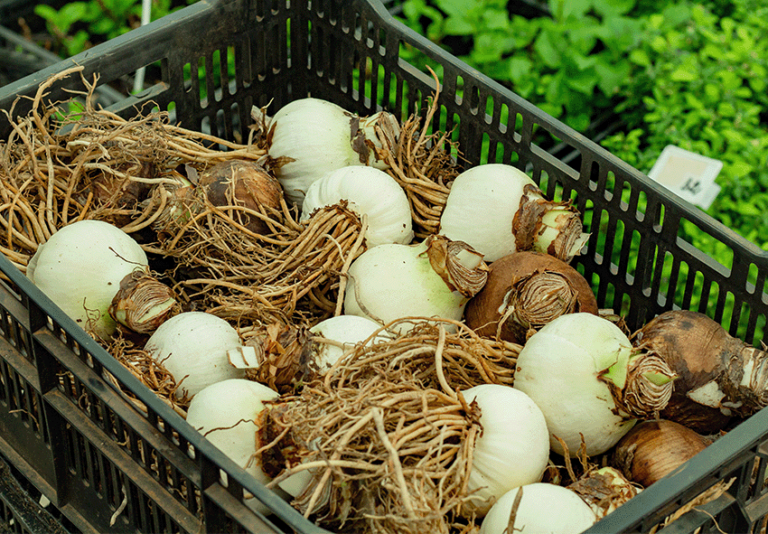 Cosa fare con i bulbi di Amaryllis dopo la fioritura: Guida alla cura ...