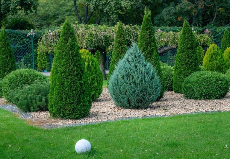 Choosing the Right Shrubs for Your Garden: A Comprehensive Guide