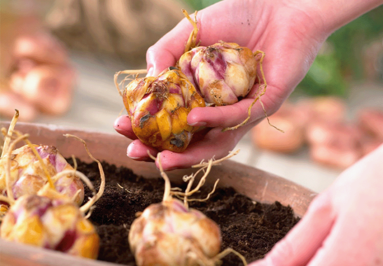 When to Plant Lily Bulbs: Expert Guide for Stunning Blooms