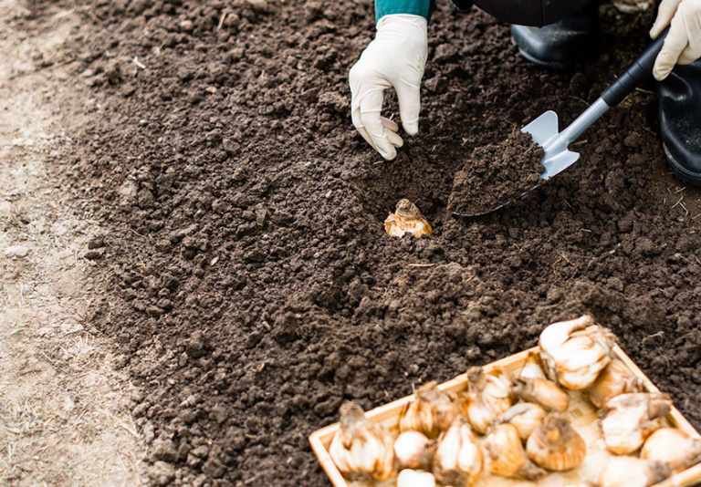 Bollen planten en verzorgen: Een complete gids voor tuinliefhebbers