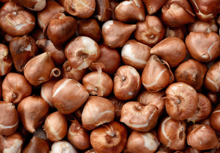 Planting Tulip Bulbs: A Guide to Timing and Techniques