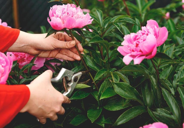 The Ultimate Guide to Paeonia and Peonies: Care, Planting, Pruning, and More