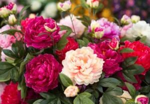 Peony Propagation Guide: How to Grow New Peonies from Root Division