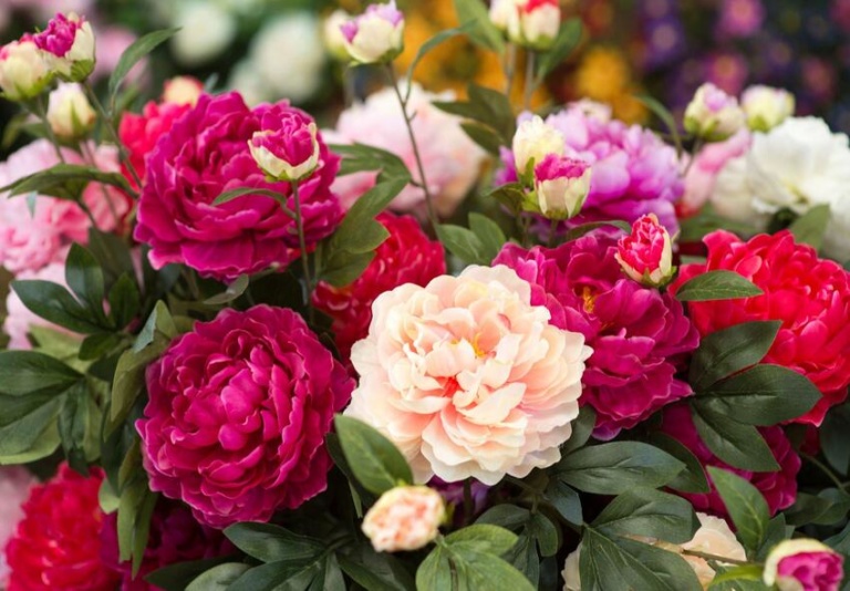 Peónia: Guia de cuidados para flores de interior e de jardim