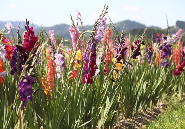 The Expert Guide to Gladiolus: Care, Planting, Pruning, and More