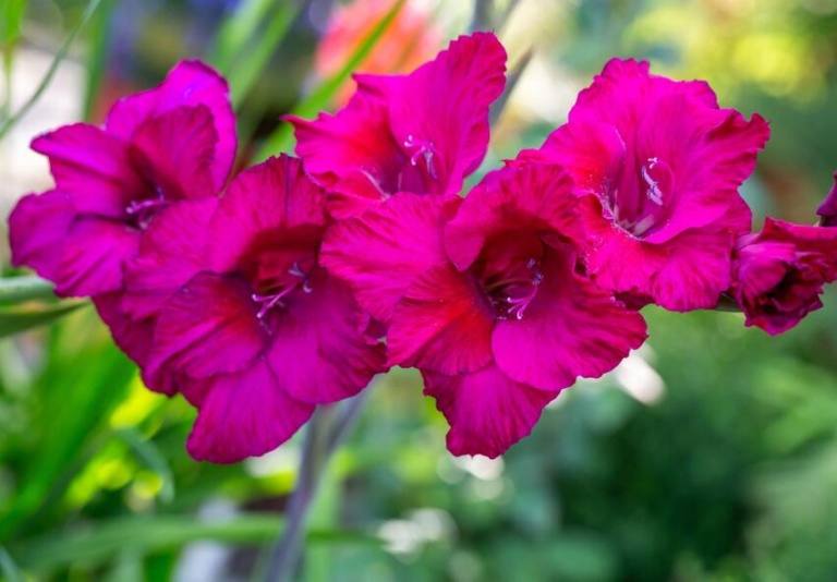 The Expert Guide to Gladiolus: Care, Planting, Pruning, and More