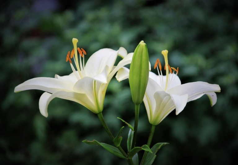 The Ultimate Guide to Lilies: Care, Planting, Pruning, Types, and More