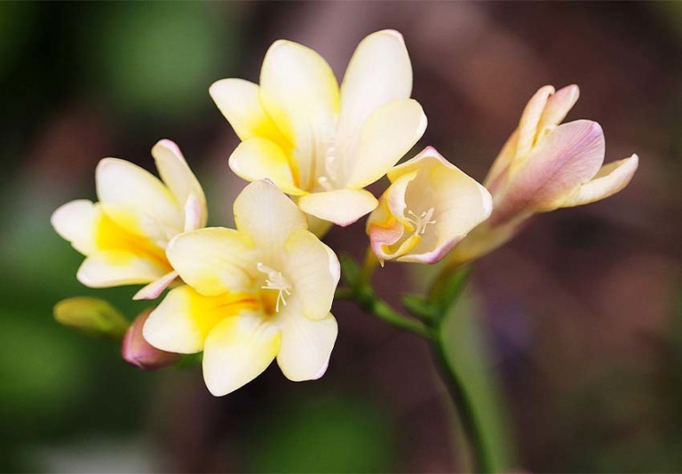Everything about Freesias: the complete guide to care, planting ...