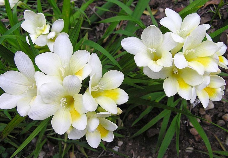 Everything about Freesias: the complete guide to care, planting ...