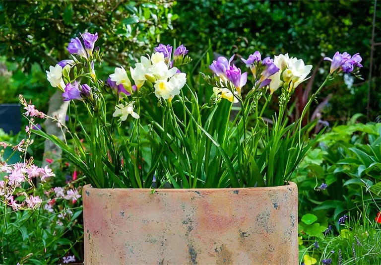Everything about Freesias: the complete guide to care, planting ...