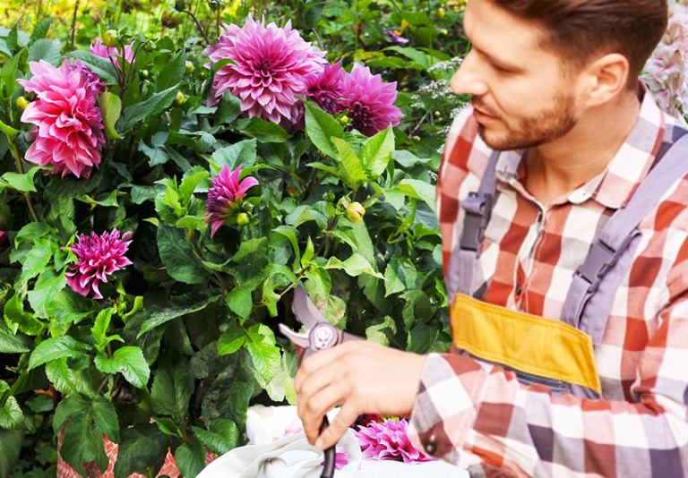 Growing Dahlias: the complete guide to care, planting, overwintering ...