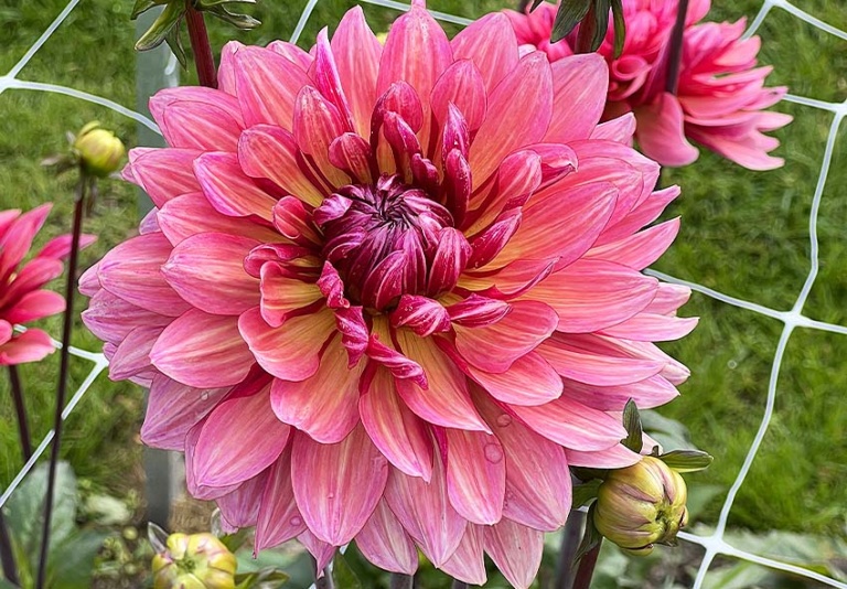 Cultivo de dalias: guía completa de cuidados, plantación, hibernación y mucho más