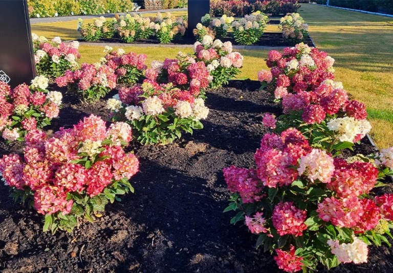 Growing Panicle Hydrangeas: tips, tricks, and care essentials