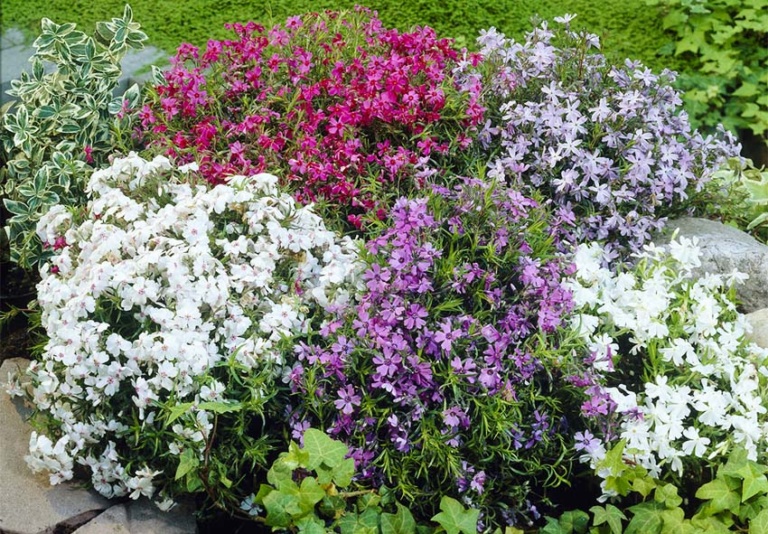 Creating a perennial mixborder: a comprehensive guide to timeless ...