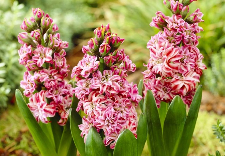 Complete Guide for Hyacinths: Planting, Care and Varieties