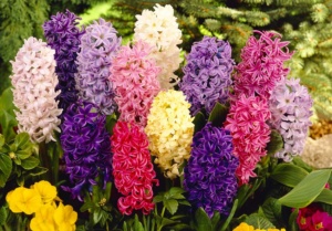 Complete Guide for Hyacinths: Planting, Care and Varieties