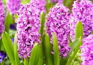 Complete Guide for Hyacinths: Planting, Care and Varieties
