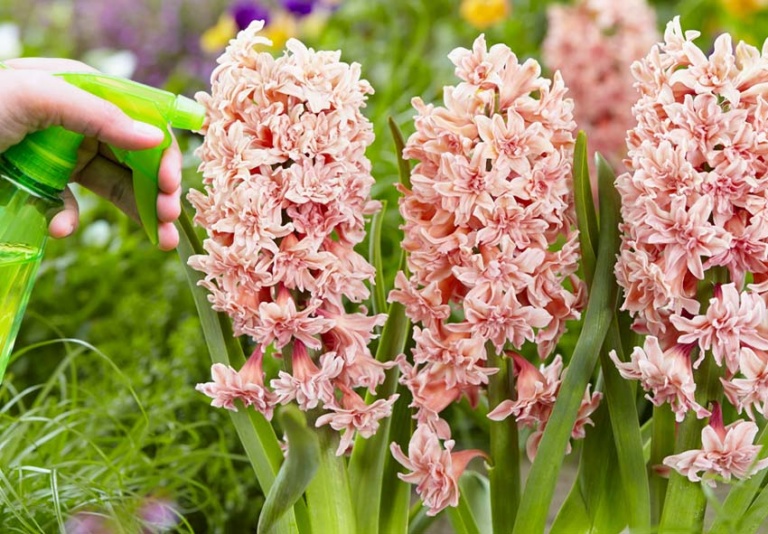 Complete Guide for Hyacinths: Planting, Care and Varieties