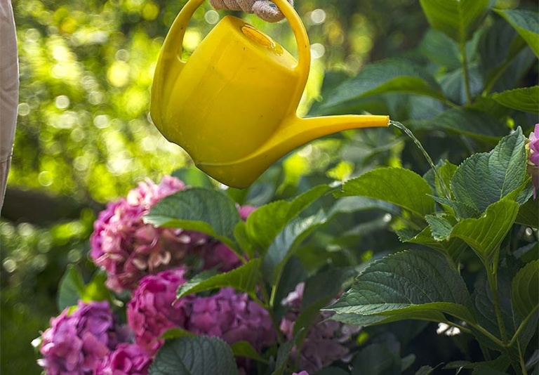Guía definitiva de las hortensias: Cuidados, variedades y consejos de ...