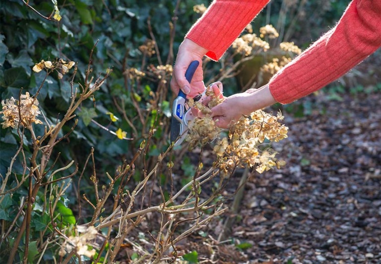 Ultimate Guide for Hydrangeas: Care, Varieties, and Maintenance Tips