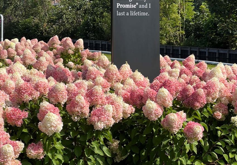 Ultimate Guide for Hydrangeas: Care, Varieties, and Maintenance Tips
