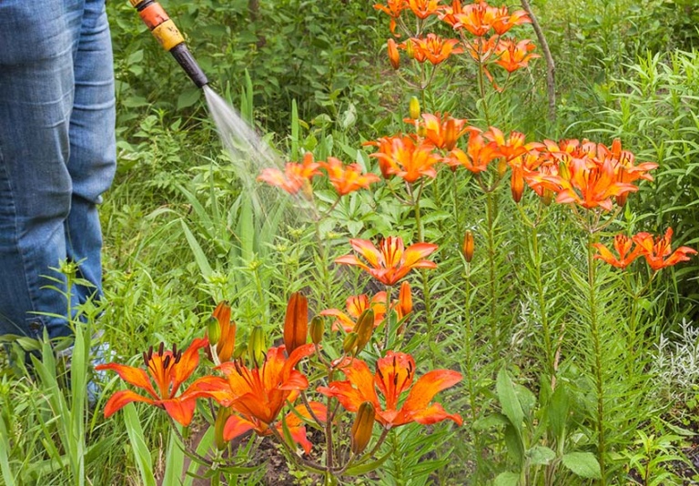 Best Tips for Successful Lilies Propagation: A Comprehensive Guide