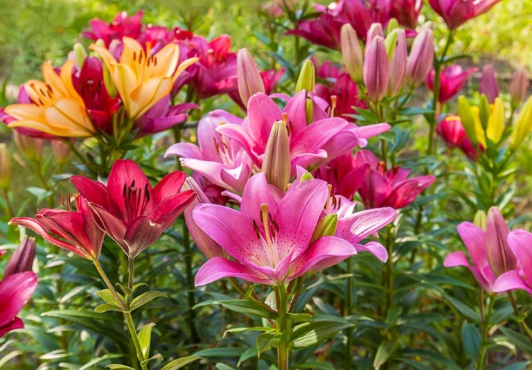 Best Tips for Successful Lilies Propagation: A Comprehensive Guide