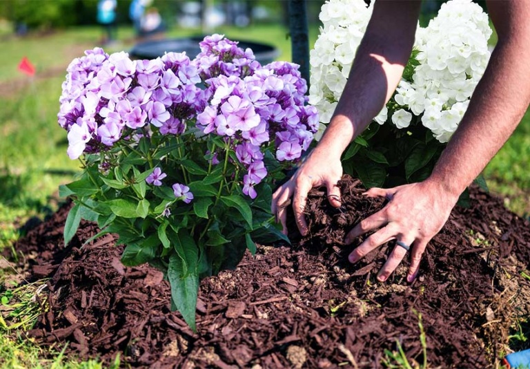 Care for Phloxes: Crucial Tips for Post-Planting Care
