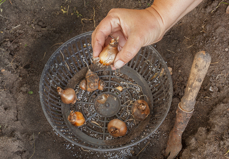 Your Guide for Planting Daffodils: Tips for a Beautiful Spring Garden