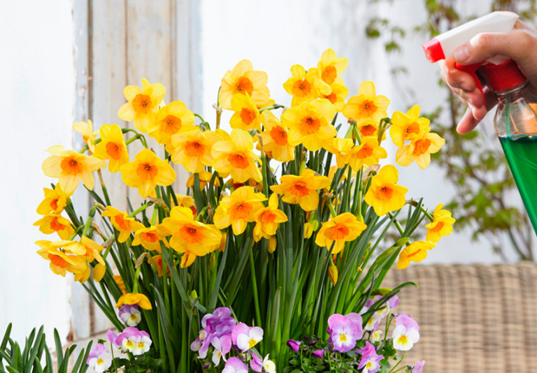 Your Guide for Planting Daffodils: Tips for a Beautiful Spring Garden