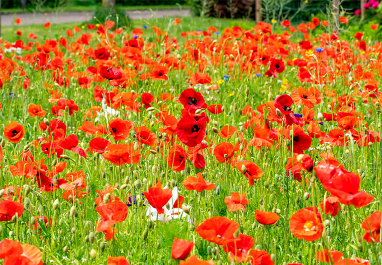 Planting Papaver Bulbs: A Complete Guide to Growing Vibrant Poppies