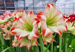 Complete Guide for Amaryllis: Planting, Caring, Blooming Tips and More