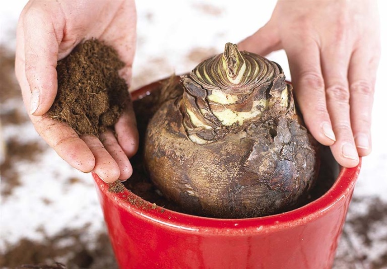 Complete Guide for Amaryllis: Planting, Caring, Blooming Tips and More