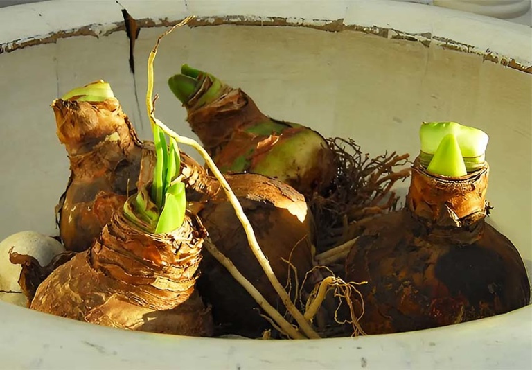 Complete Guide for Amaryllis: Planting, Caring, Blooming Tips and More
