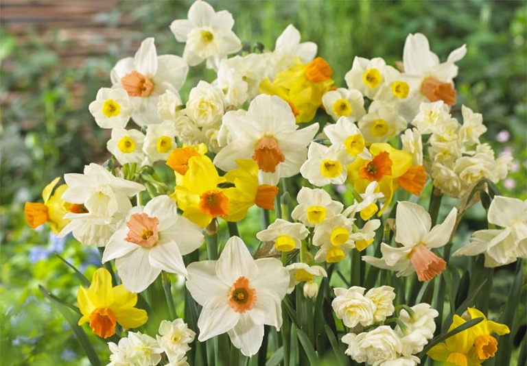 Complete Guide for Daffodils: Planting, Care, and Blooming Tips