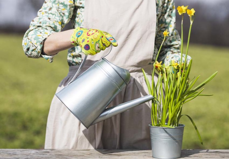 Complete Guide for Daffodils: Planting, Care, and Blooming Tips