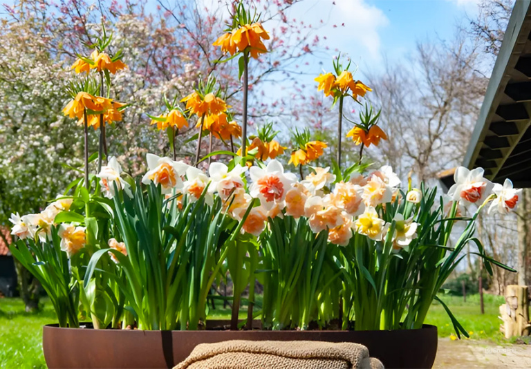 Complete Guide for Daffodils: Planting, Care, and Blooming Tips