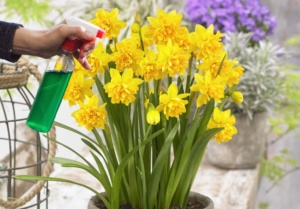 Complete Guide for Daffodils: Planting, Care, and Blooming Tips
