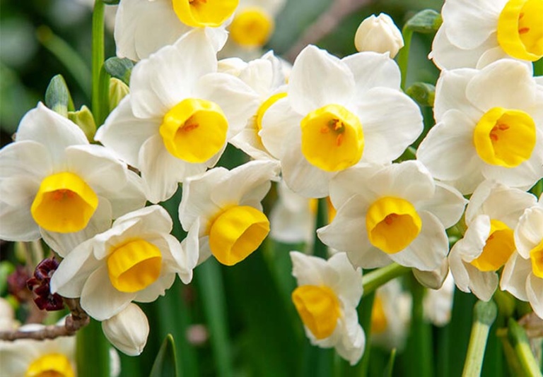 Complete Guide for Daffodils: Planting, Care, and Blooming Tips