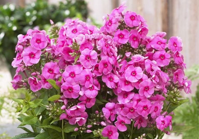 Complete Guide to Phlox: Planting, Care, and Tips for Blooming