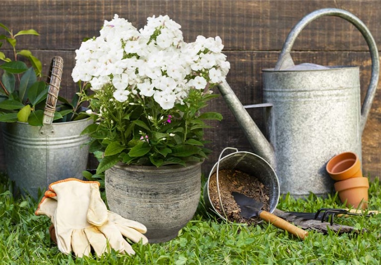 Complete Guide to Phlox: Planting, Care, and Tips for Blooming