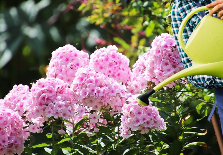 Complete Guide to Phlox: Planting, Care, and Tips for Blooming