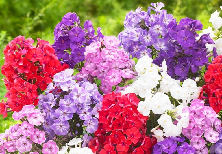 Komplett guide till Phlox: Plantering, skötsel och tips för blomning